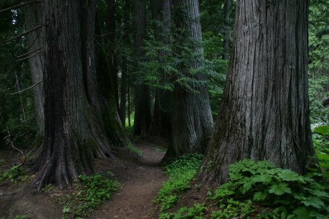 Coeur d’Alene National Forest | Raven About The Parks