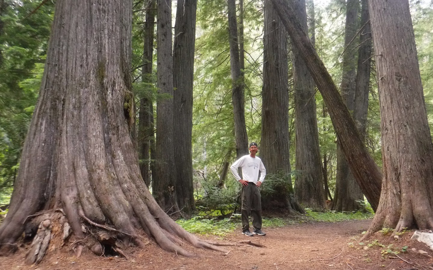 Coeur d’Alene National Forest | Raven About The Parks