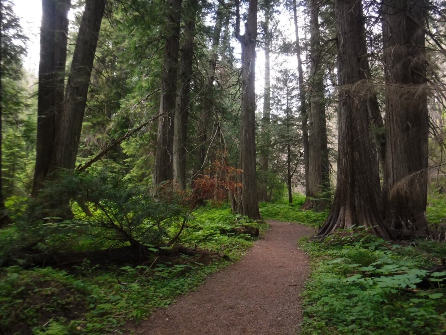 Coeur d’Alene National Forest | Raven About The Parks