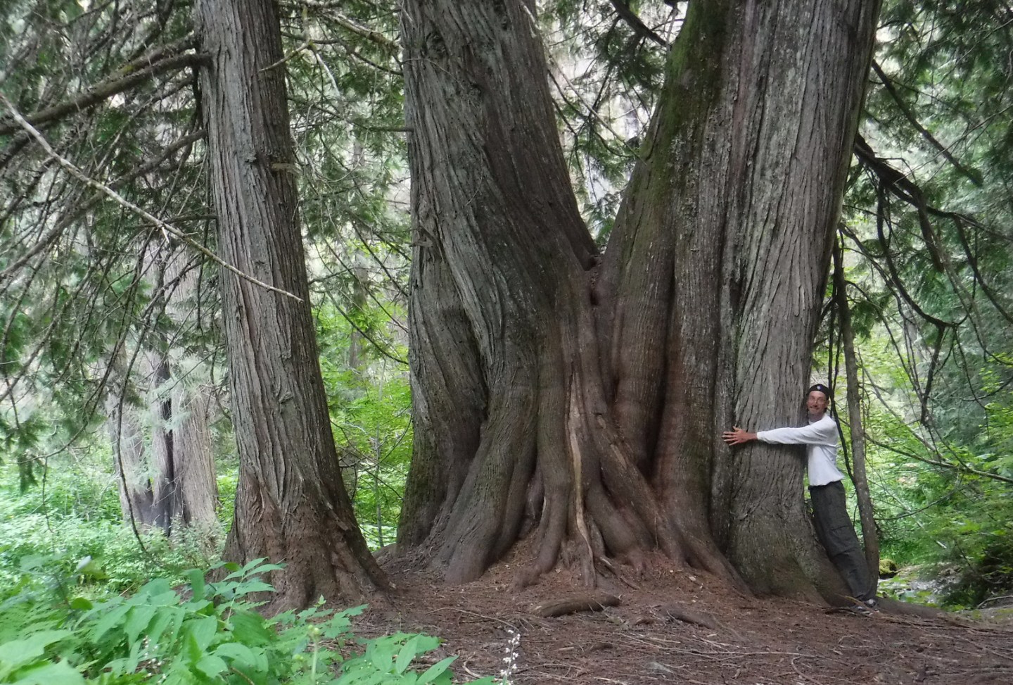 Coeur d’Alene National Forest | Raven About The Parks