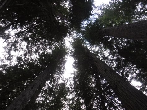 Coeur d’Alene National Forest | Raven About The Parks