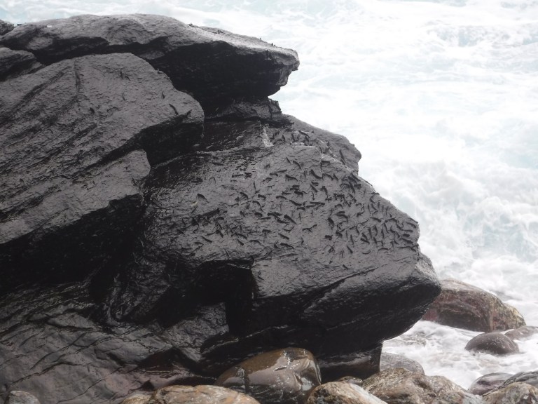 National Park of American Samoa | Raven About The Parks