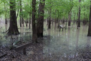 Delta National Forest | Raven About The Parks