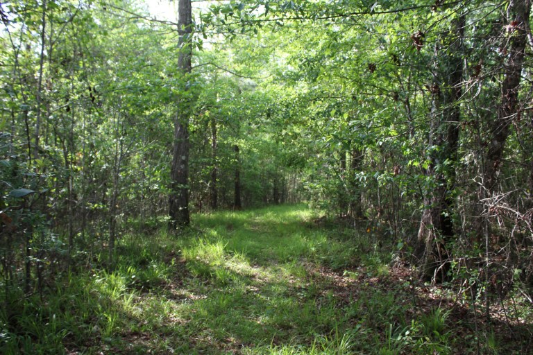 De Soto National Forest | Raven About The Parks