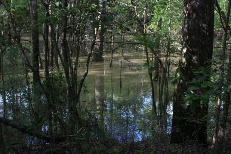 De Soto National Forest | Raven About The Parks