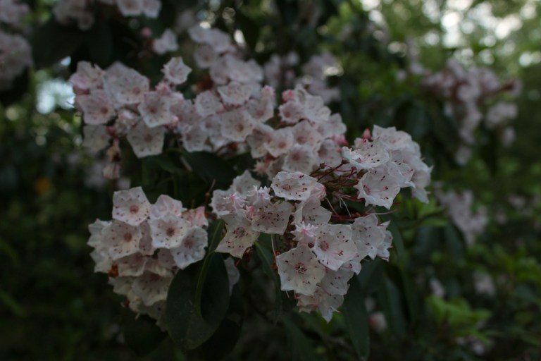 De Soto National Forest | Raven About The Parks