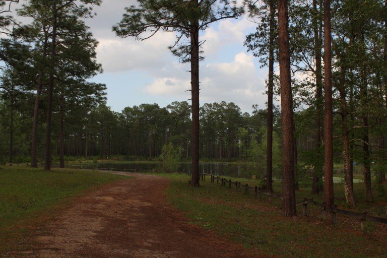 De Soto National Forest | Raven About The Parks