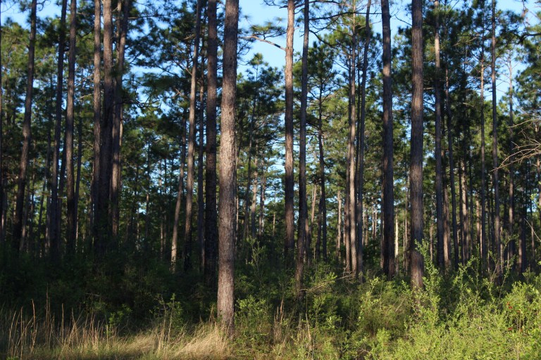 De Soto National Forest | Raven About The Parks