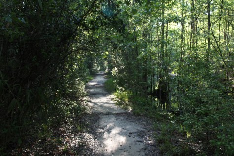 De Soto National Forest | Raven About The Parks