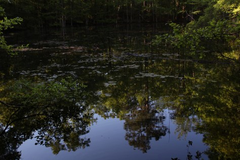 De Soto National Forest | Raven About The Parks