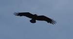 Dixie National Forest | Raven About The Parks