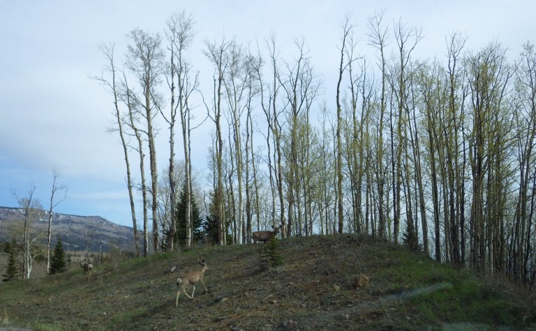 Dixie National Forest | Raven About The Parks