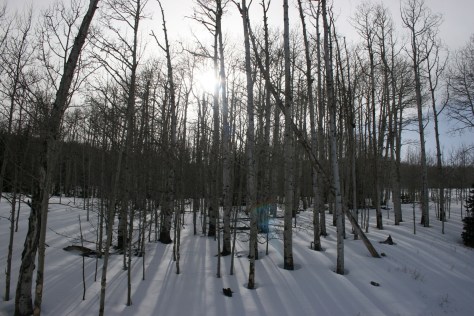 Dixie National Forest | Raven About The Parks