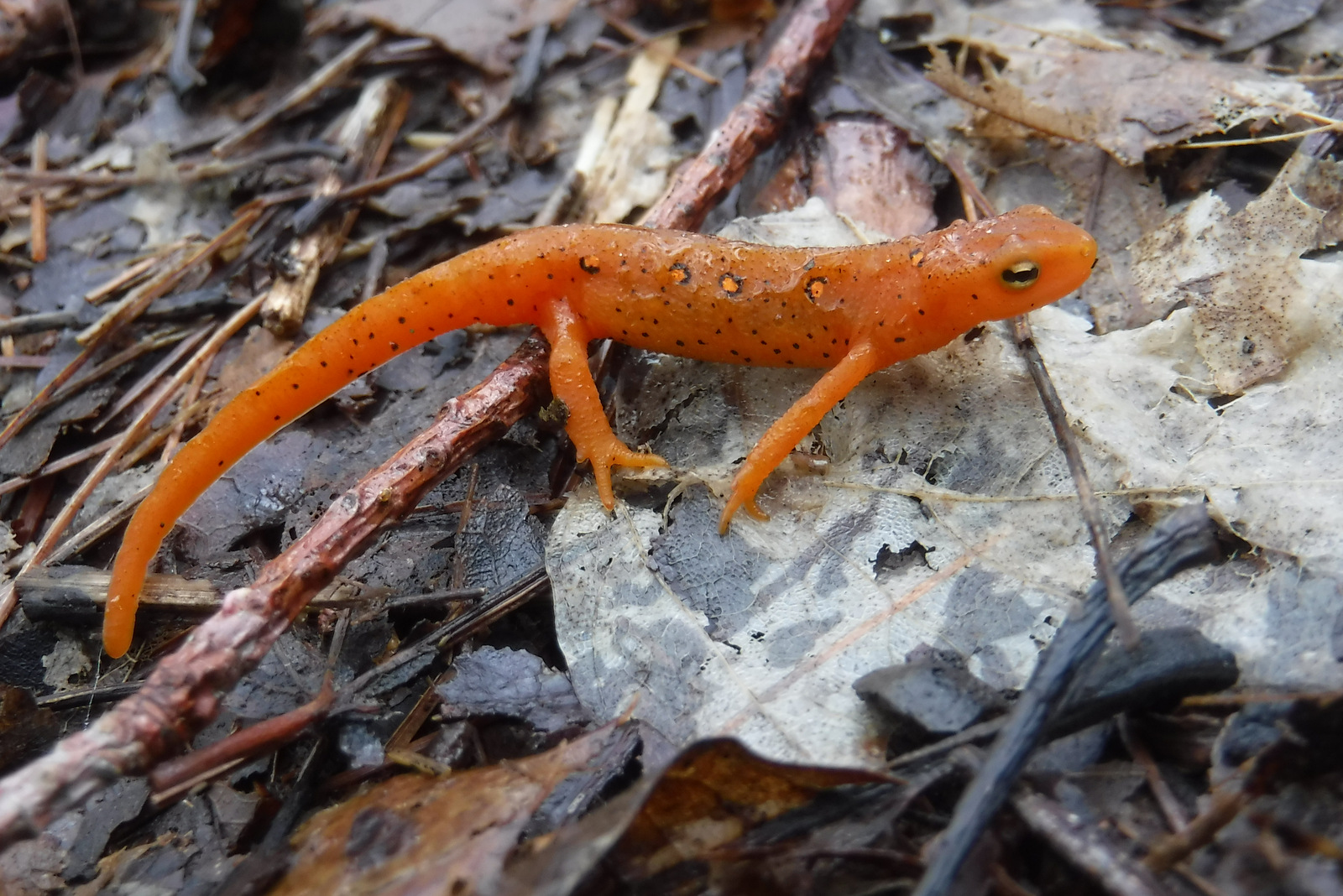 Red newt | Raven About The Parks | Raven About The Forests