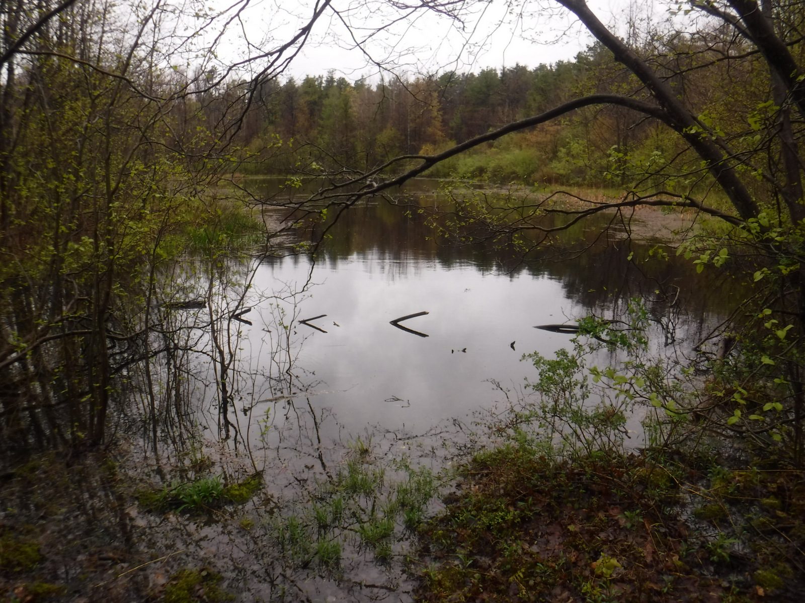 Gorge Ponds | Raven About The Parks
