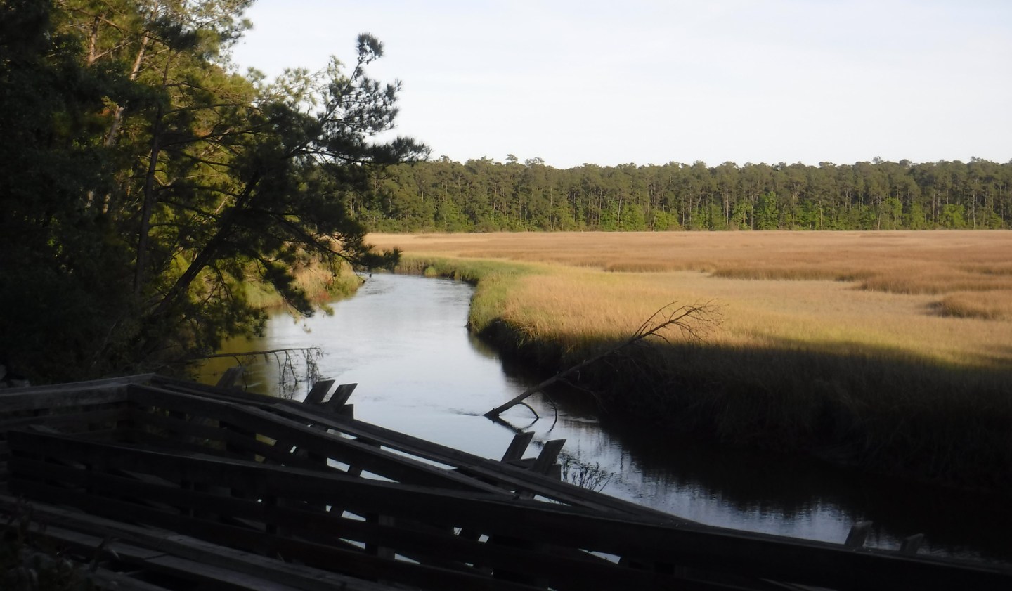 Francis Marion National Forest | Raven About The Parks