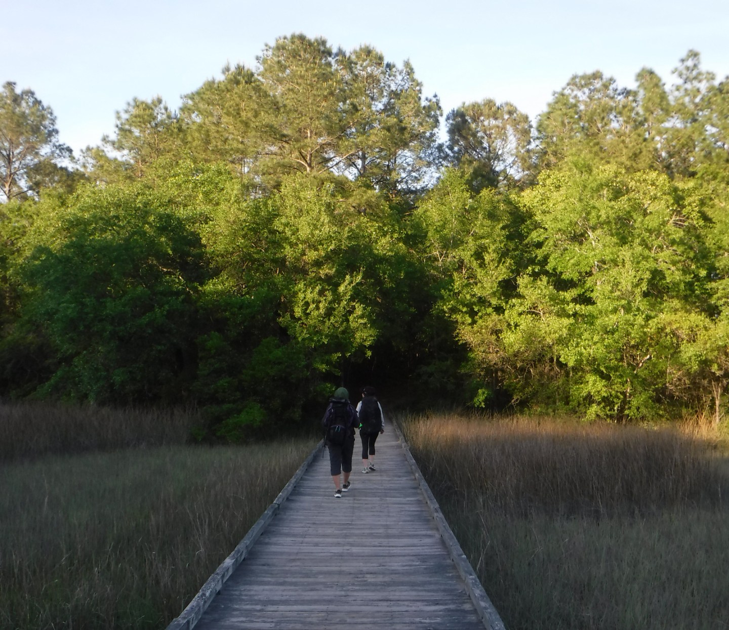 Francis Marion National Forest | Raven About The Parks