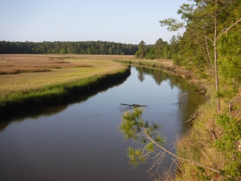 Francis Marion National Forest | Raven About The Parks