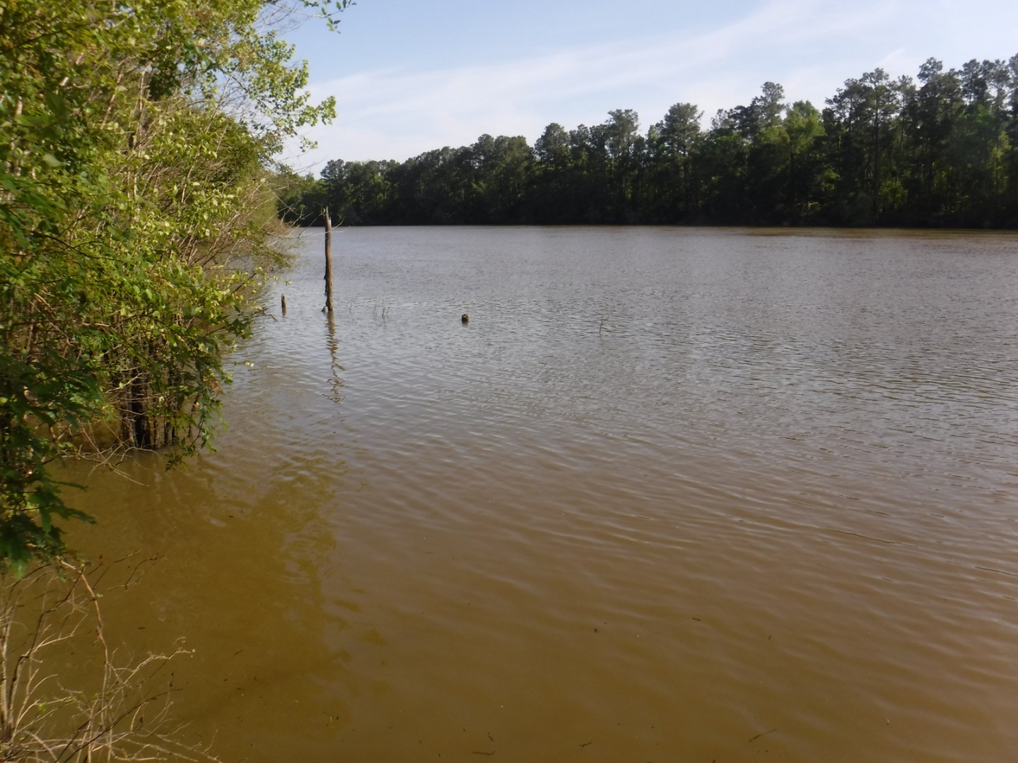 Francis Marion National Forest | Raven About The Parks