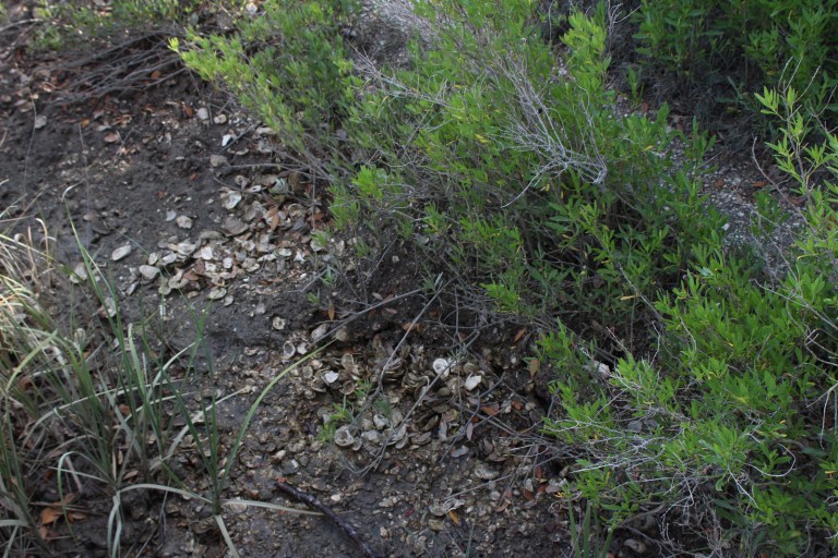 Francis Marion National Forest | Raven About The Parks