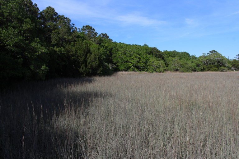 Francis Marion National Forest | Raven About The Parks