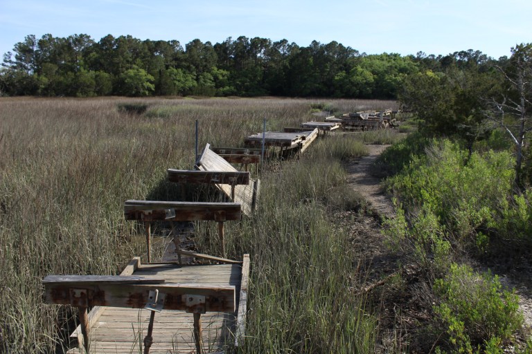 Francis Marion National Forest | Raven About The Parks
