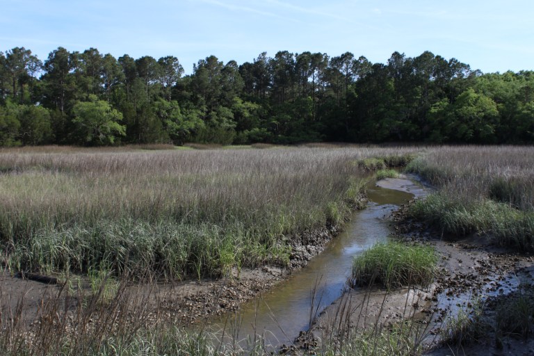 Francis Marion National Forest | Raven About The Parks