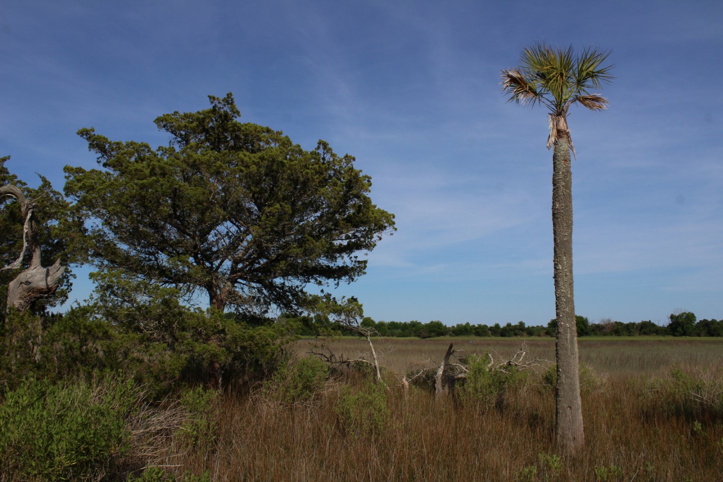 Francis Marion National Forest | Raven About The Parks