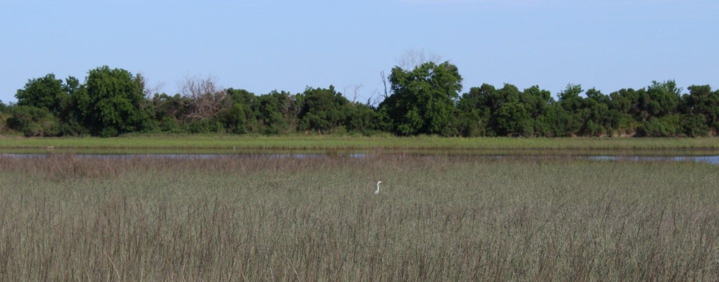 Francis Marion National Forest | Raven About The Parks