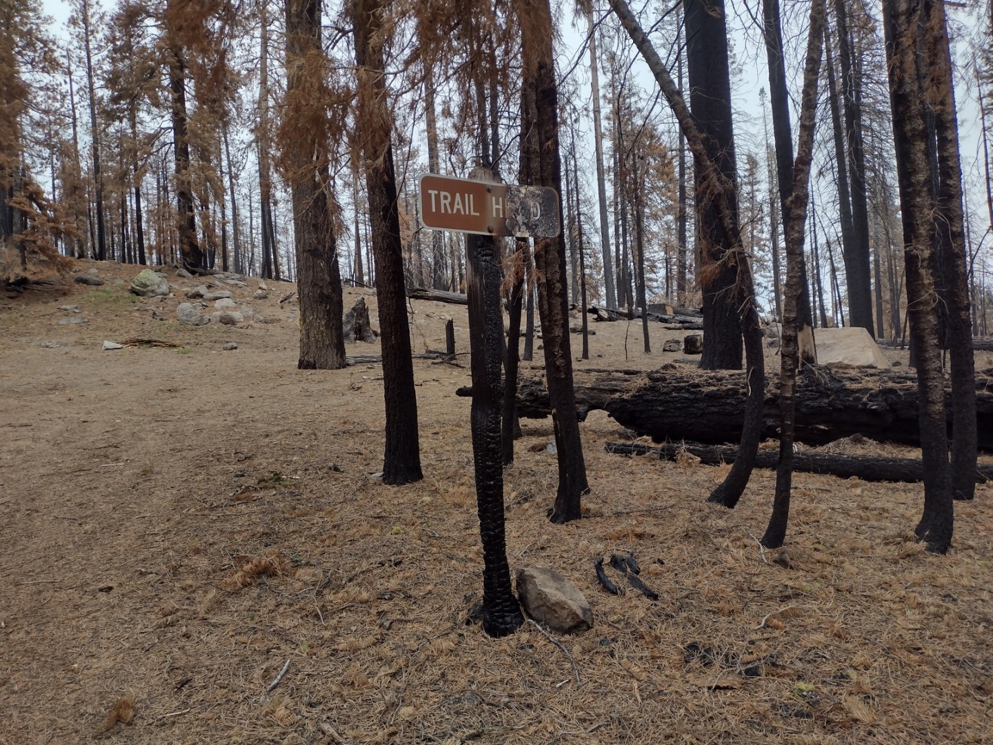 Fremont National Forest | Raven About The Parks