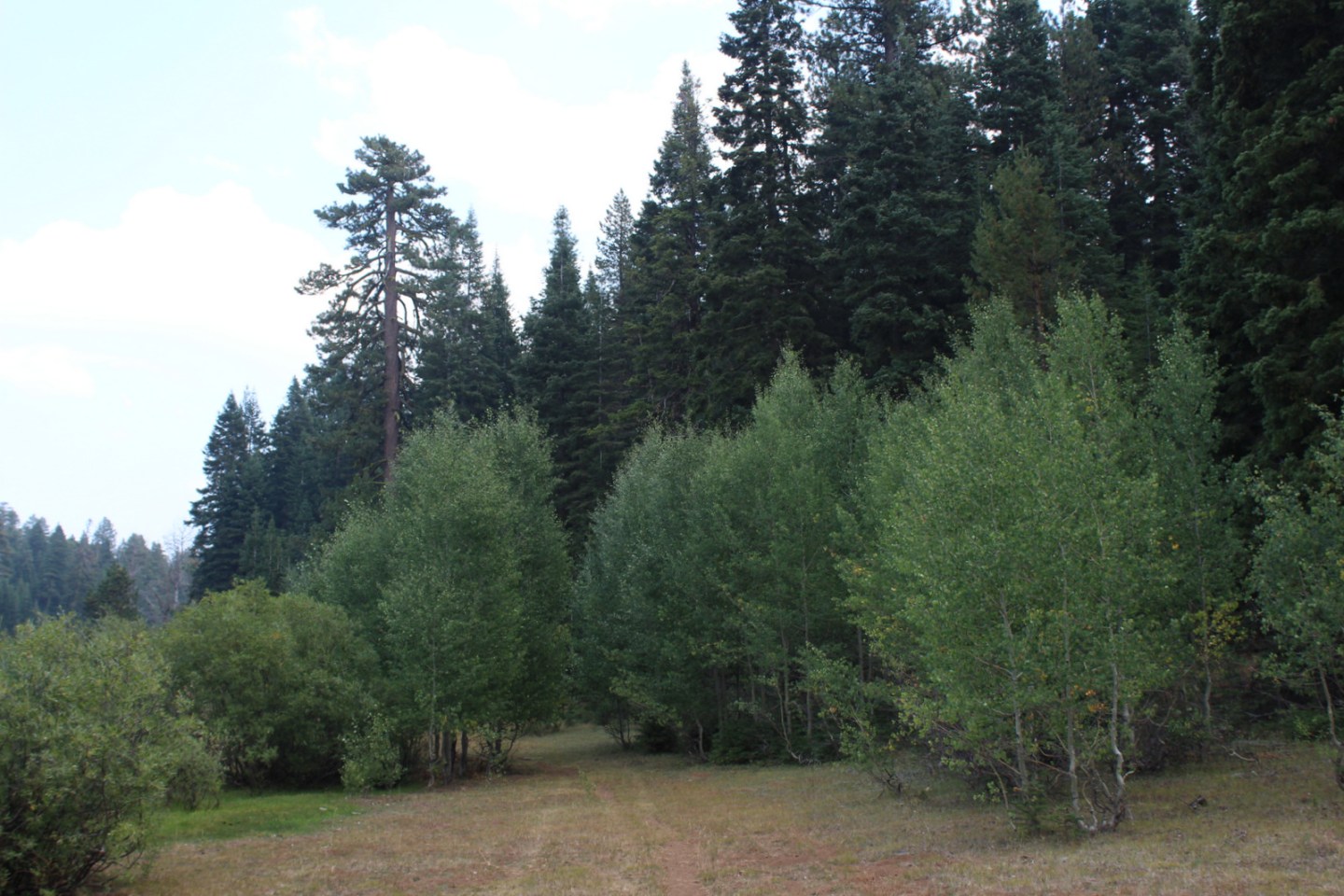 Fremont National Forest | Raven About The Parks