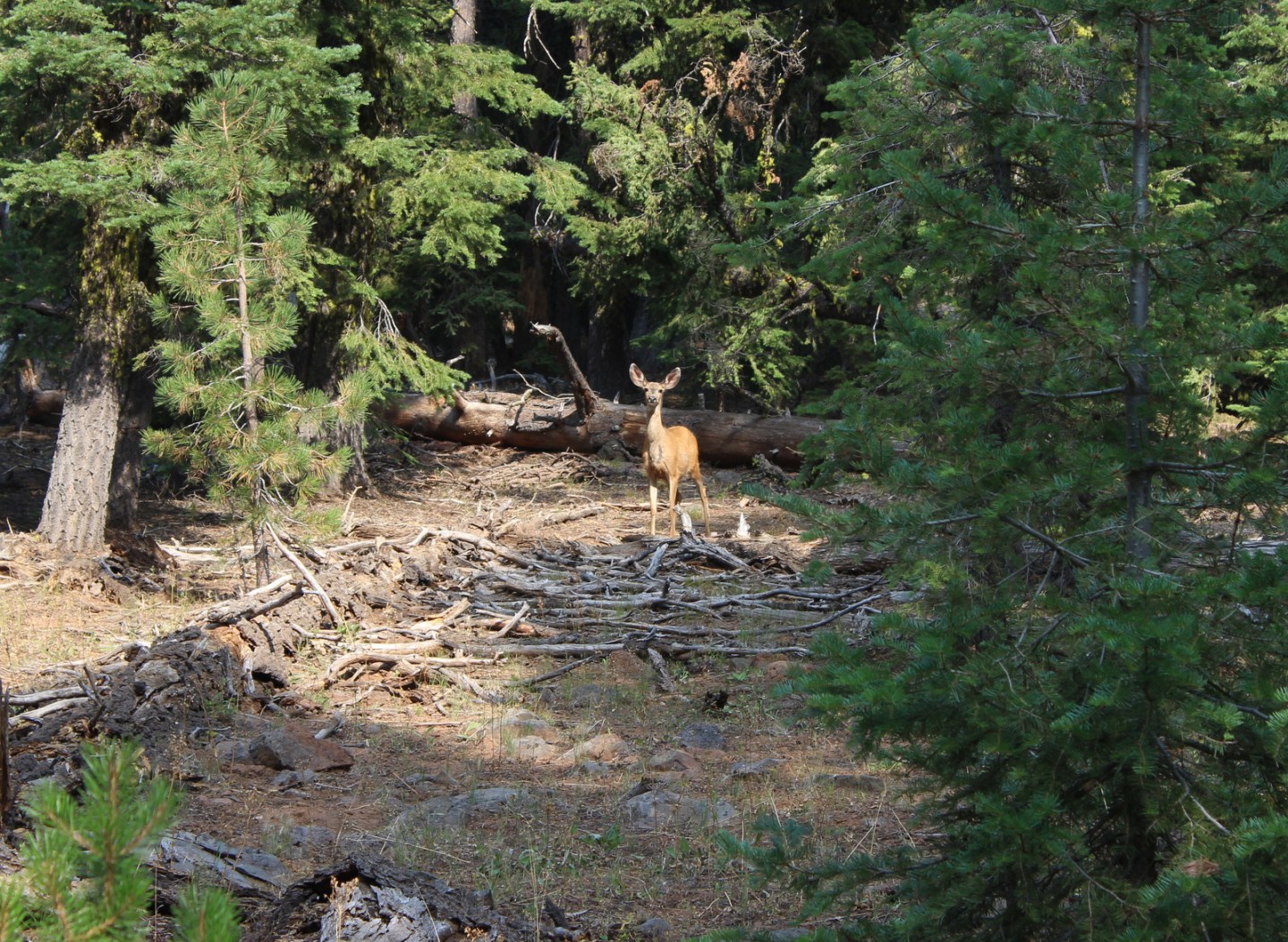 Fremont National Forest | Raven About The Parks