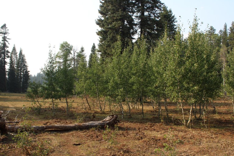 Fremont National Forest | Raven About The Parks