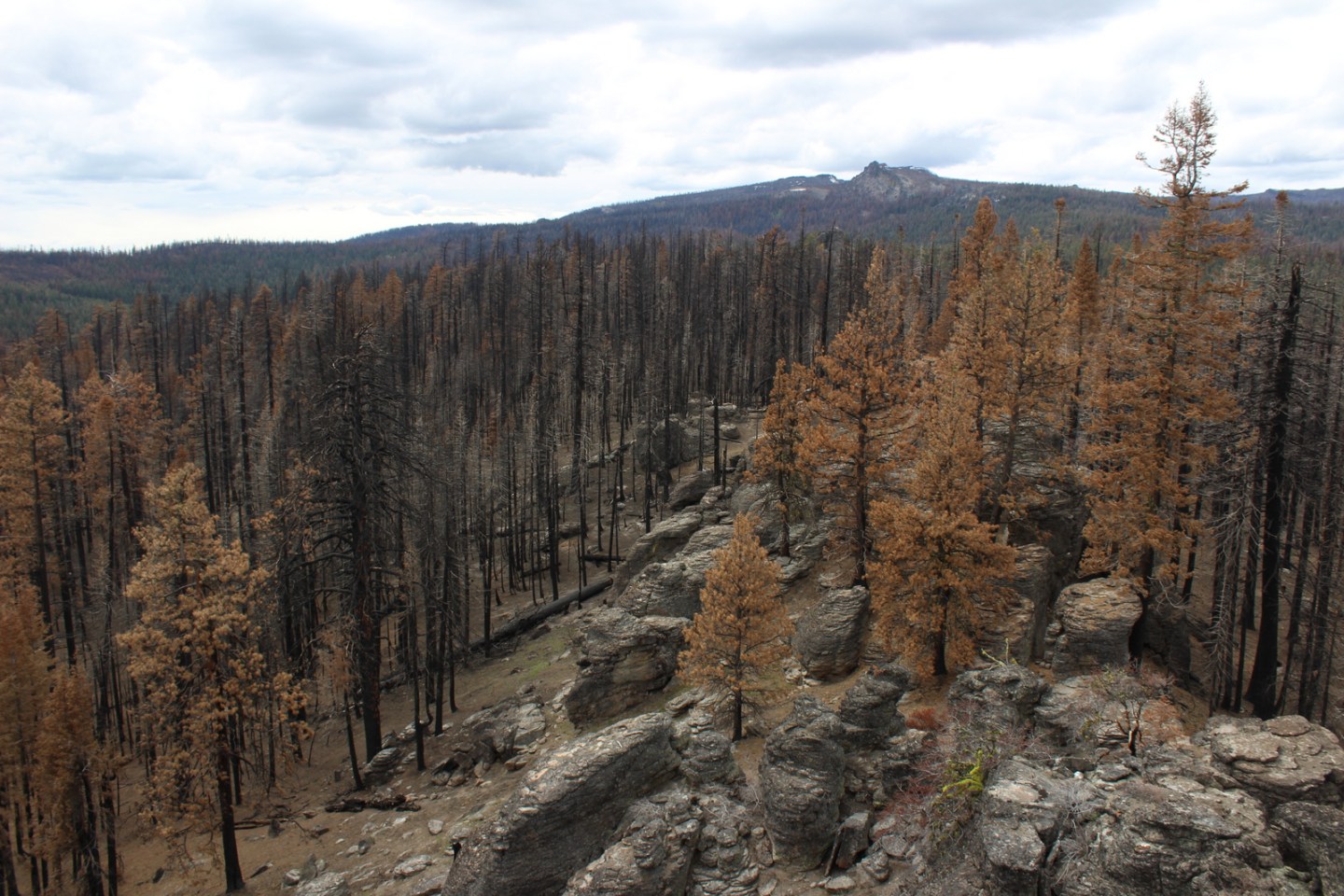 Fremont National Forest | Raven About The Parks