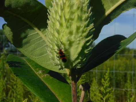 Midewin National Tallgrass Prairie | Raven About The Parks