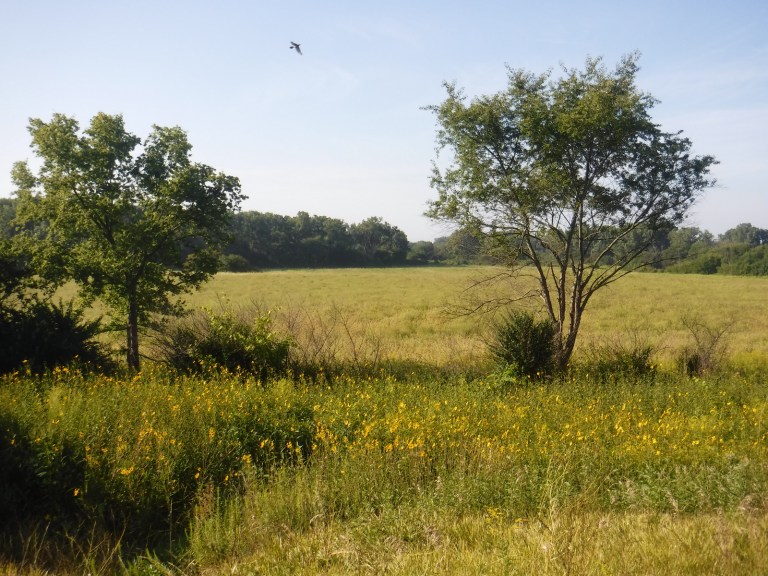 Midewin National Tallgrass Prairie | Raven About The Parks