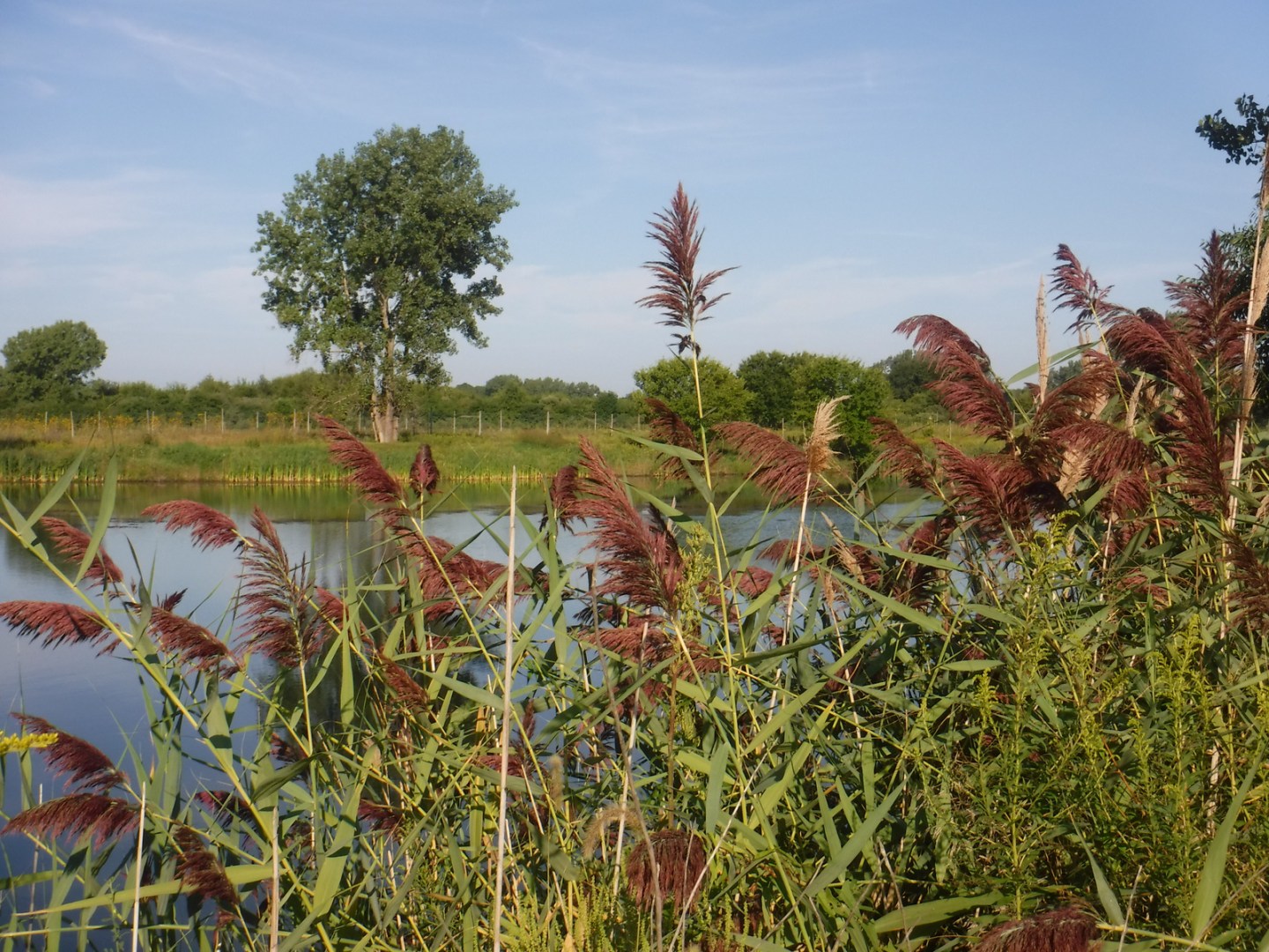 Midewin National Tallgrass Prairie | Raven About The Parks