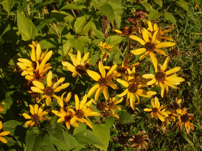 Midewin National Tallgrass Prairie | Raven About The Parks