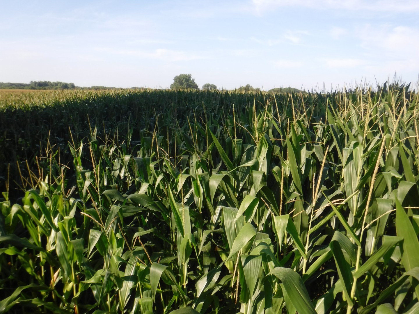 Midewin National Tallgrass Prairie | Raven About The Parks