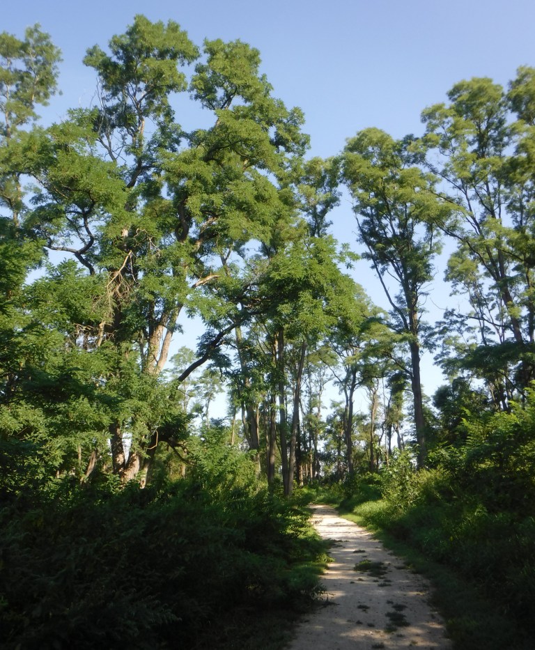 Midewin National Tallgrass Prairie | Raven About The Parks