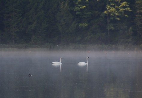 Hiawatha National Forest | Raven About The Parks