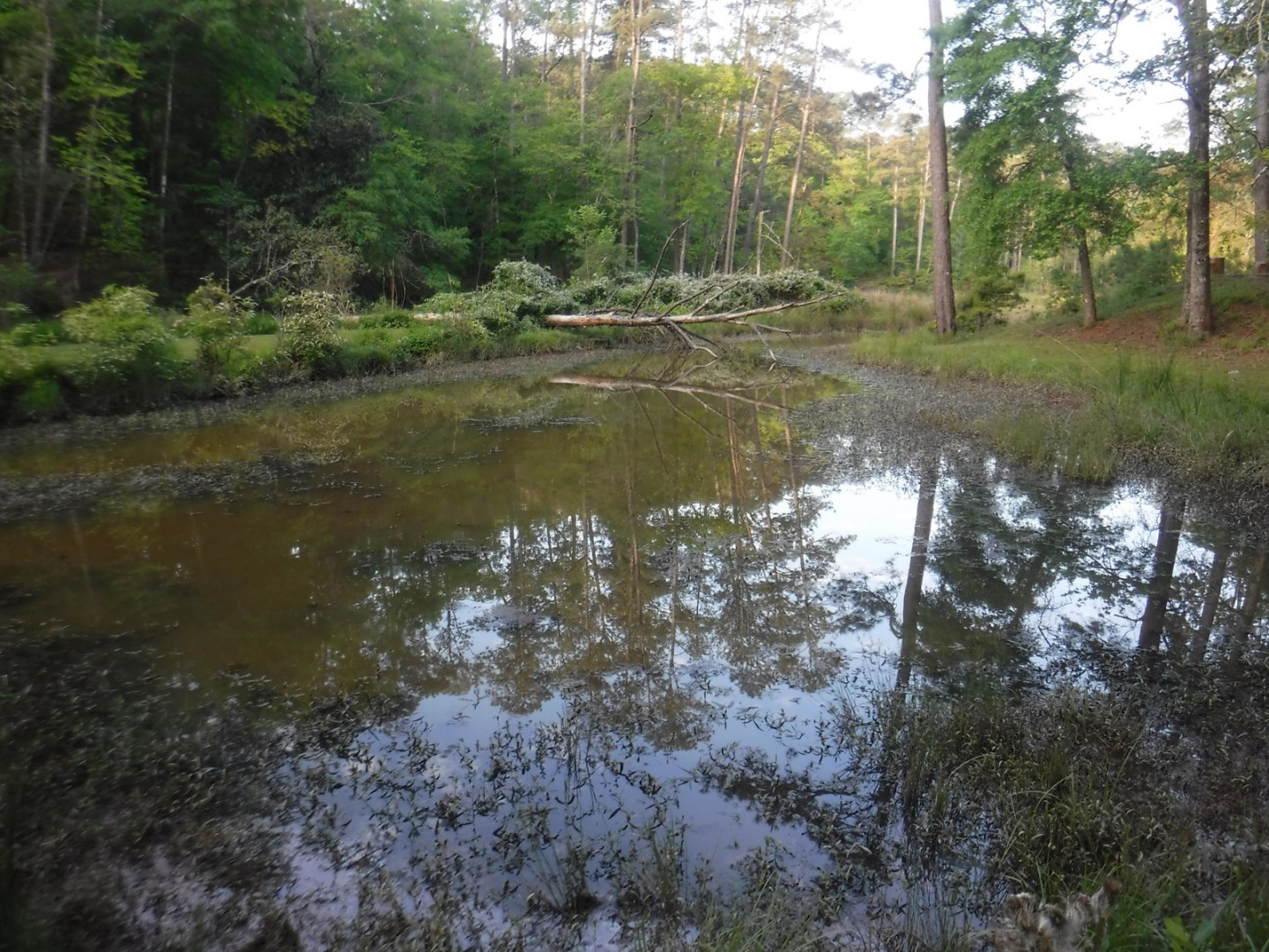 Homochitto National Forest | Raven About The Parks