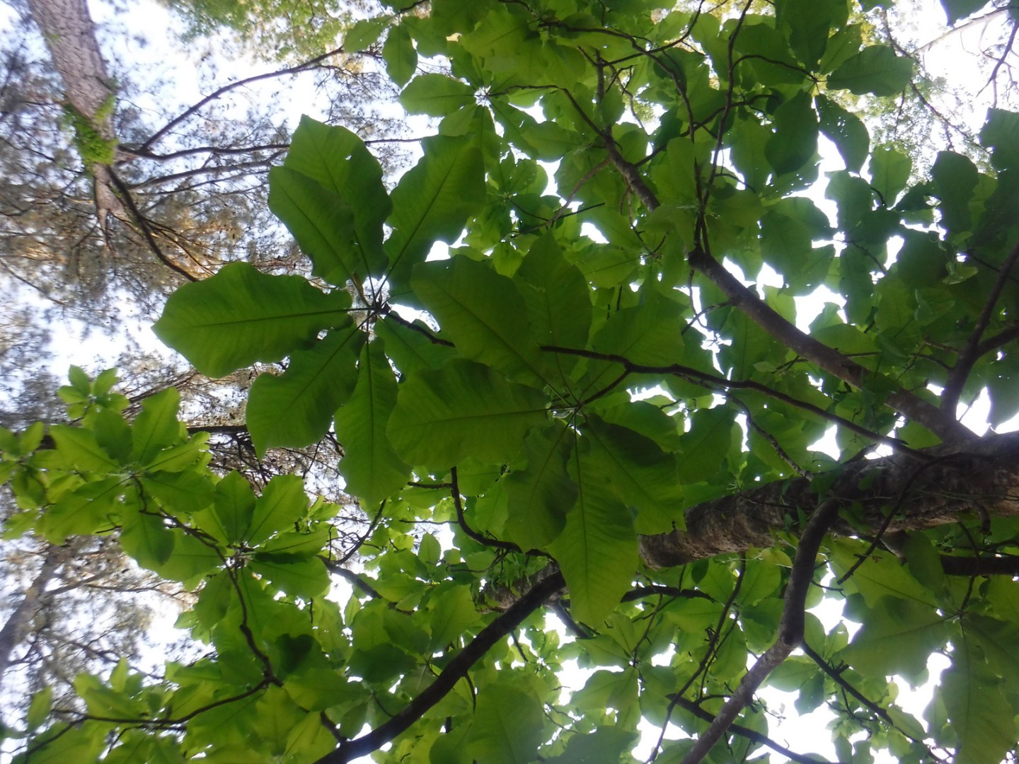 Homochitto National Forest | Raven About The Parks