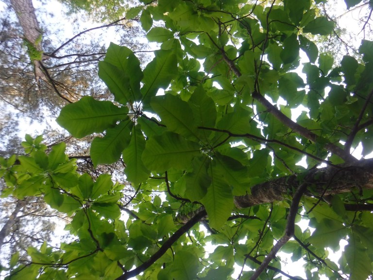 Homochitto National Forest | Raven About The Parks