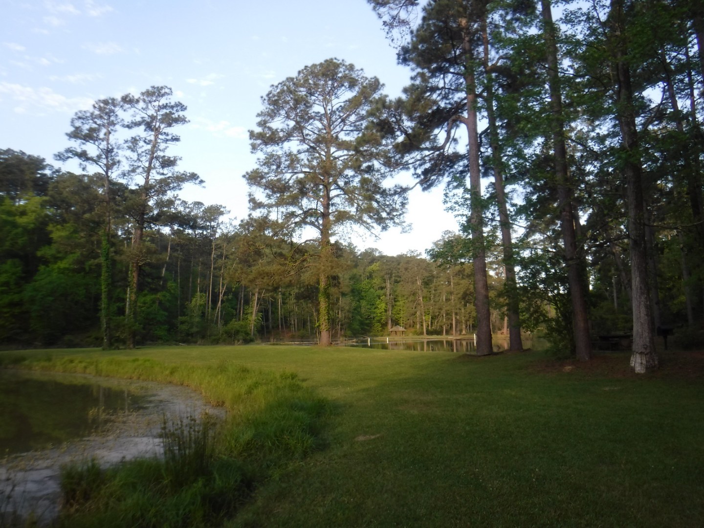 Homochitto National Forest | Raven About The Parks