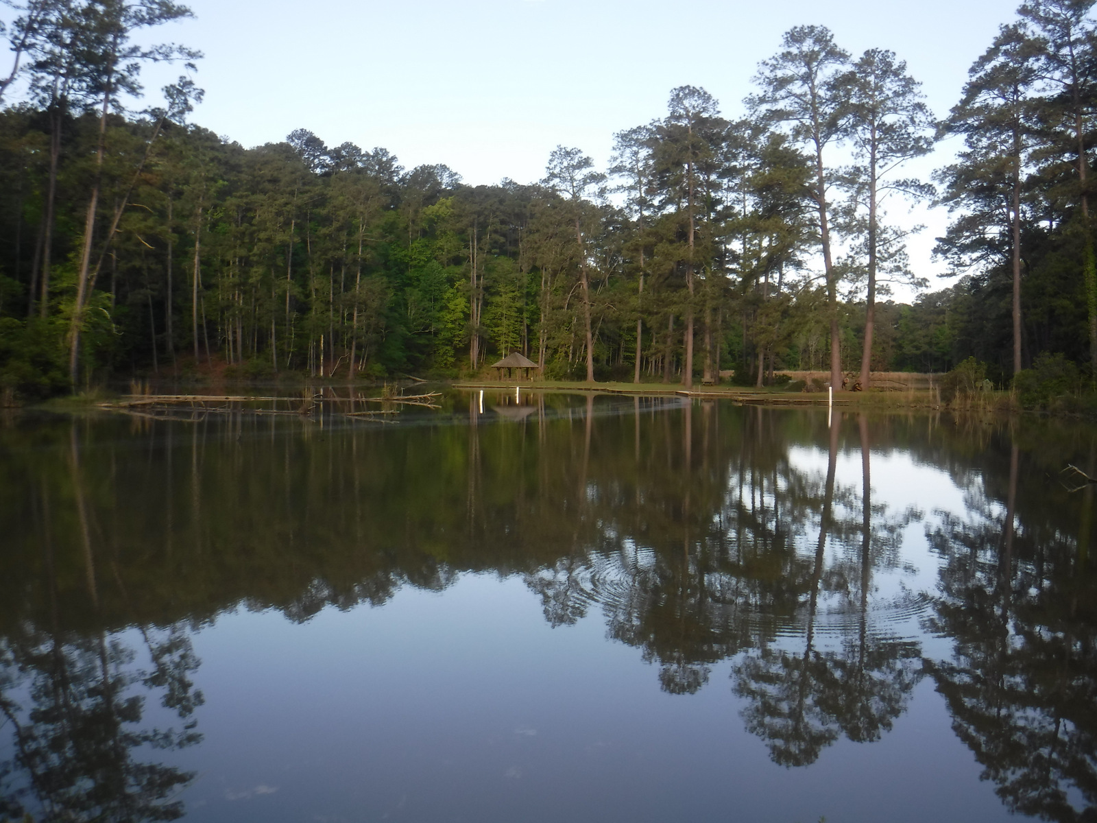 Homochitto National Forest