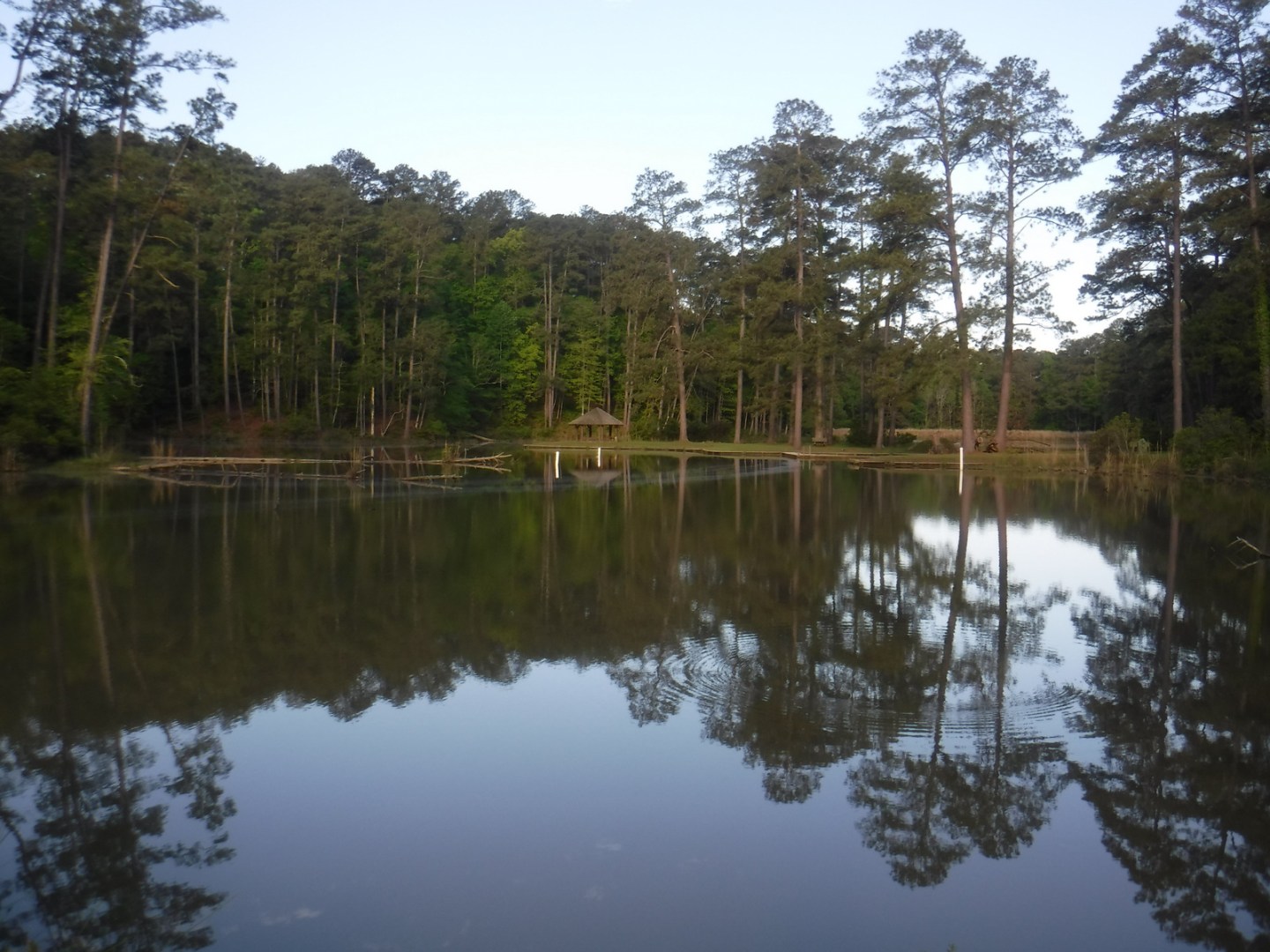 Homochitto National Forest | Raven About The Parks