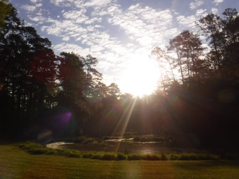 Homochitto National Forest | Raven About The Parks