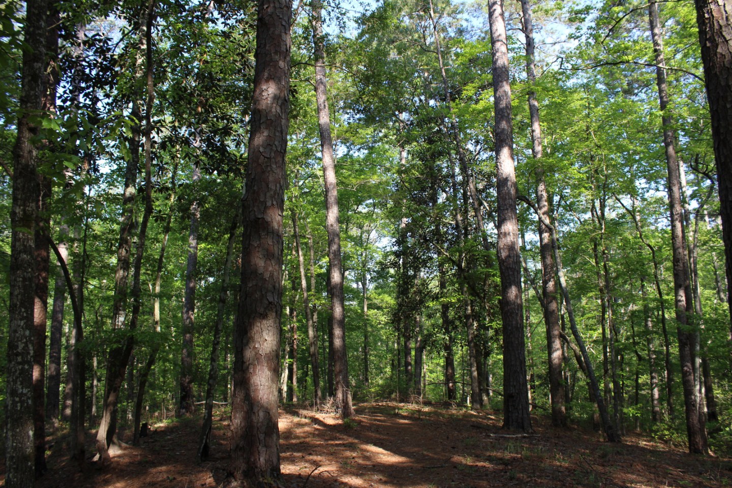 Homochitto National Forest | Raven About The Parks