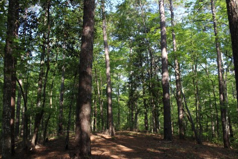 Homochitto National Forest | Raven About The Parks